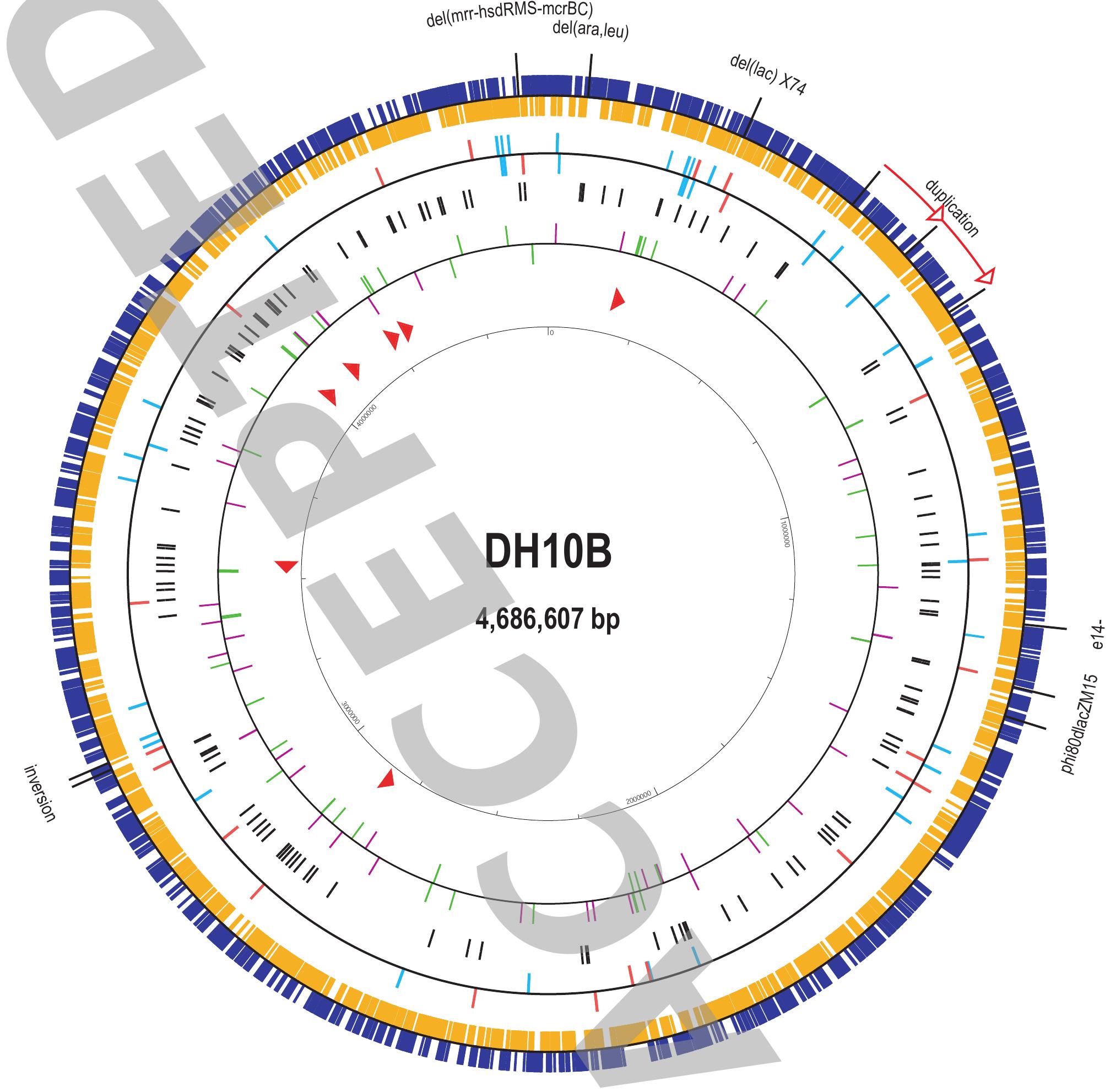 Figure 3 - The Complete Genome Sequence of Escherichia coli