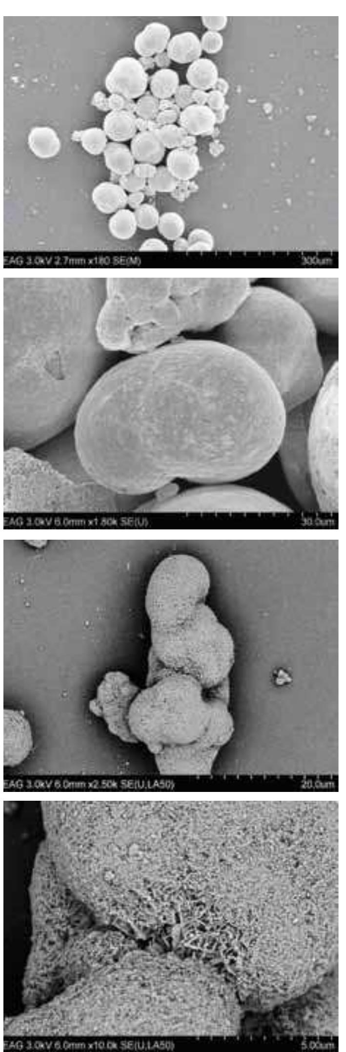 Sem images of various ceramic nanoparticles.