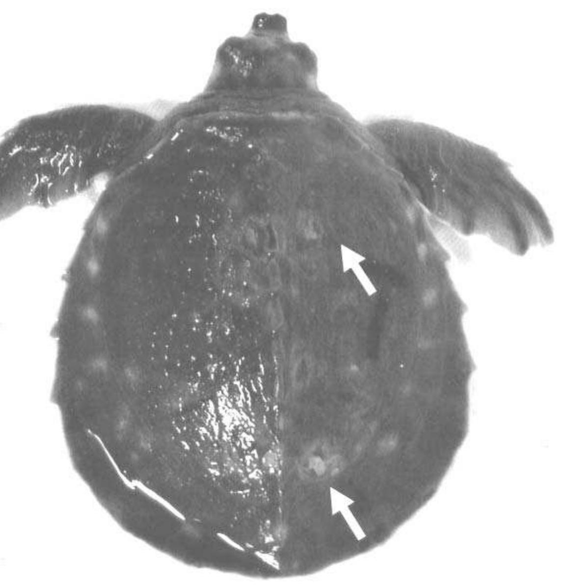 Shell lesions on a fly river turtle, carettochelys