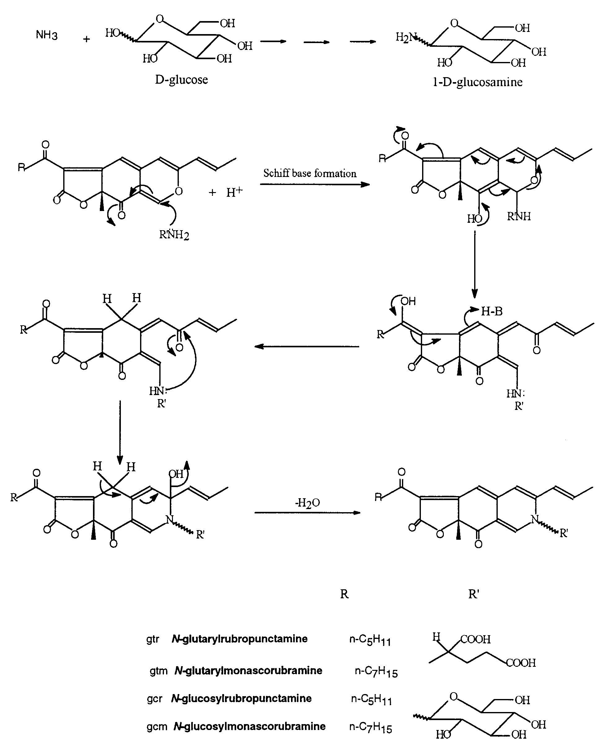 Possible reaction mechanism for the formation of