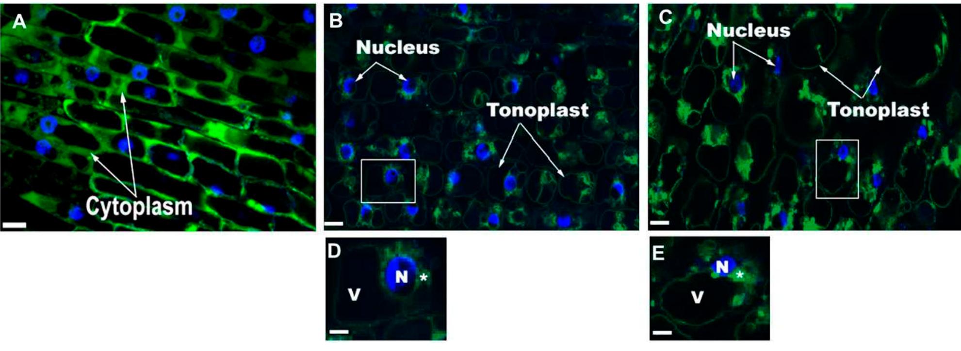 Subcellular localization of anthomate proteins after stable