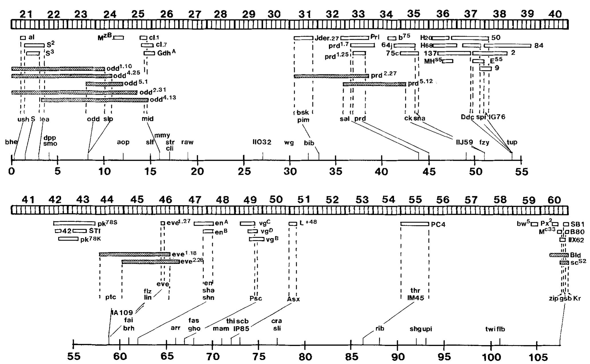A simplified map of the second chromosome indicating map
