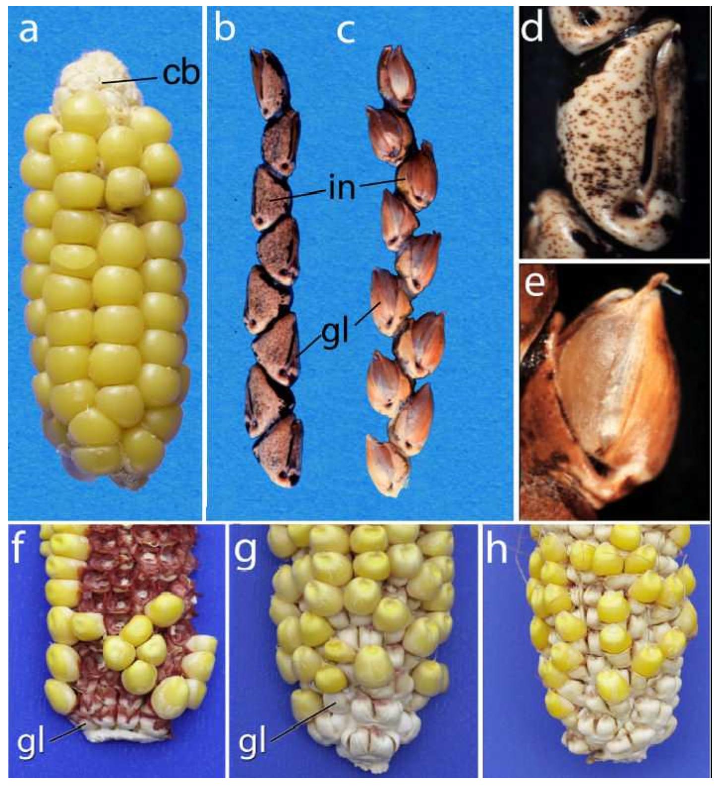 Figure 1 - The origin of the naked grains of maize