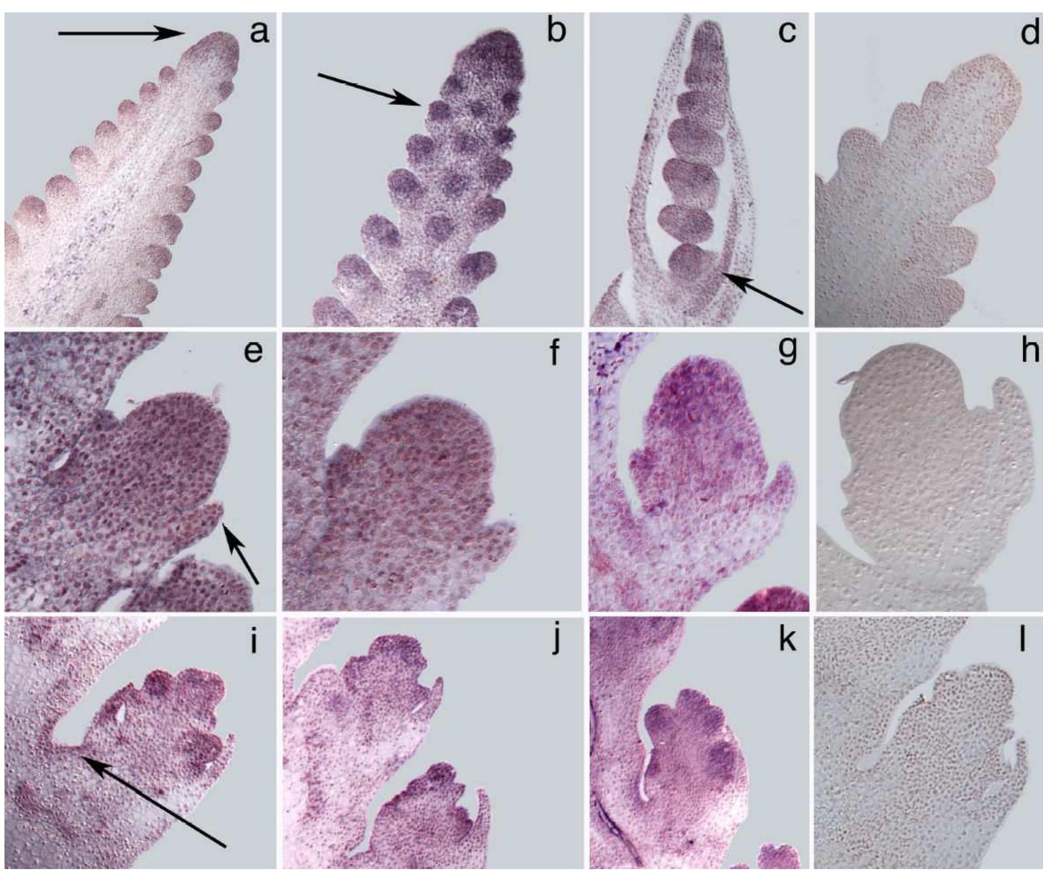 Figure 4 - The origin of the naked grains of maize
