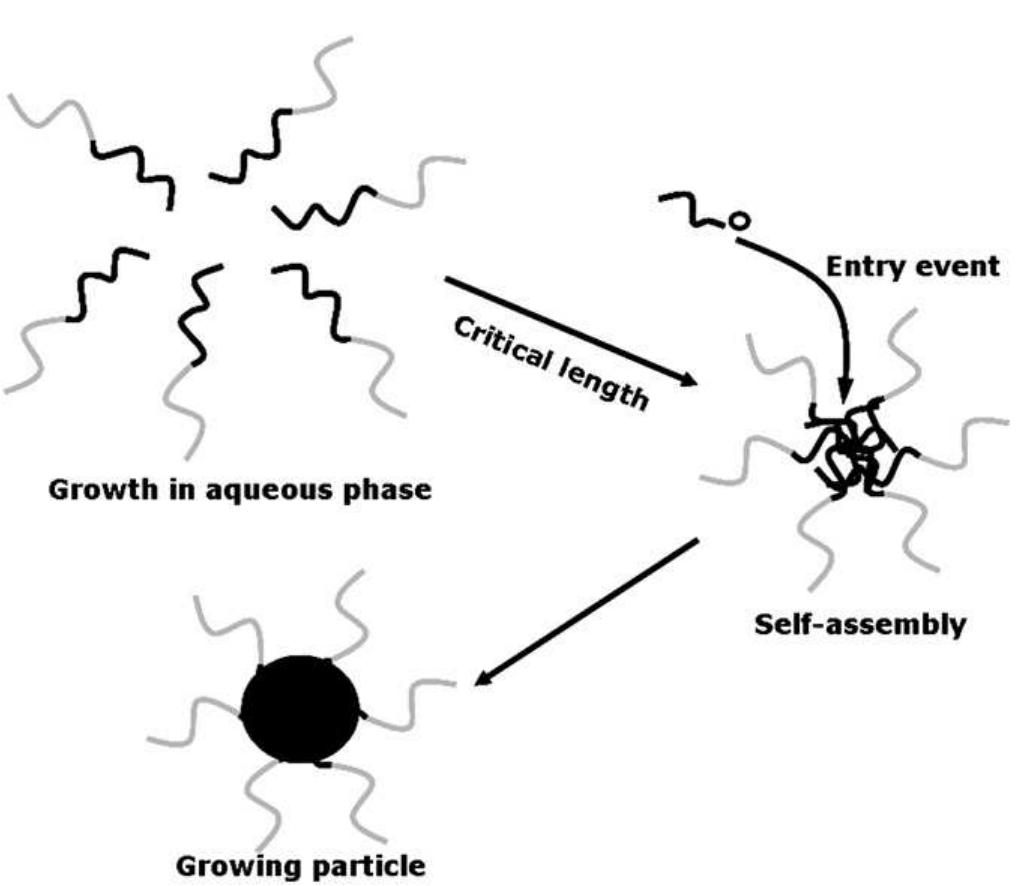 Proposed mechanism of particle formation in raft-controlled