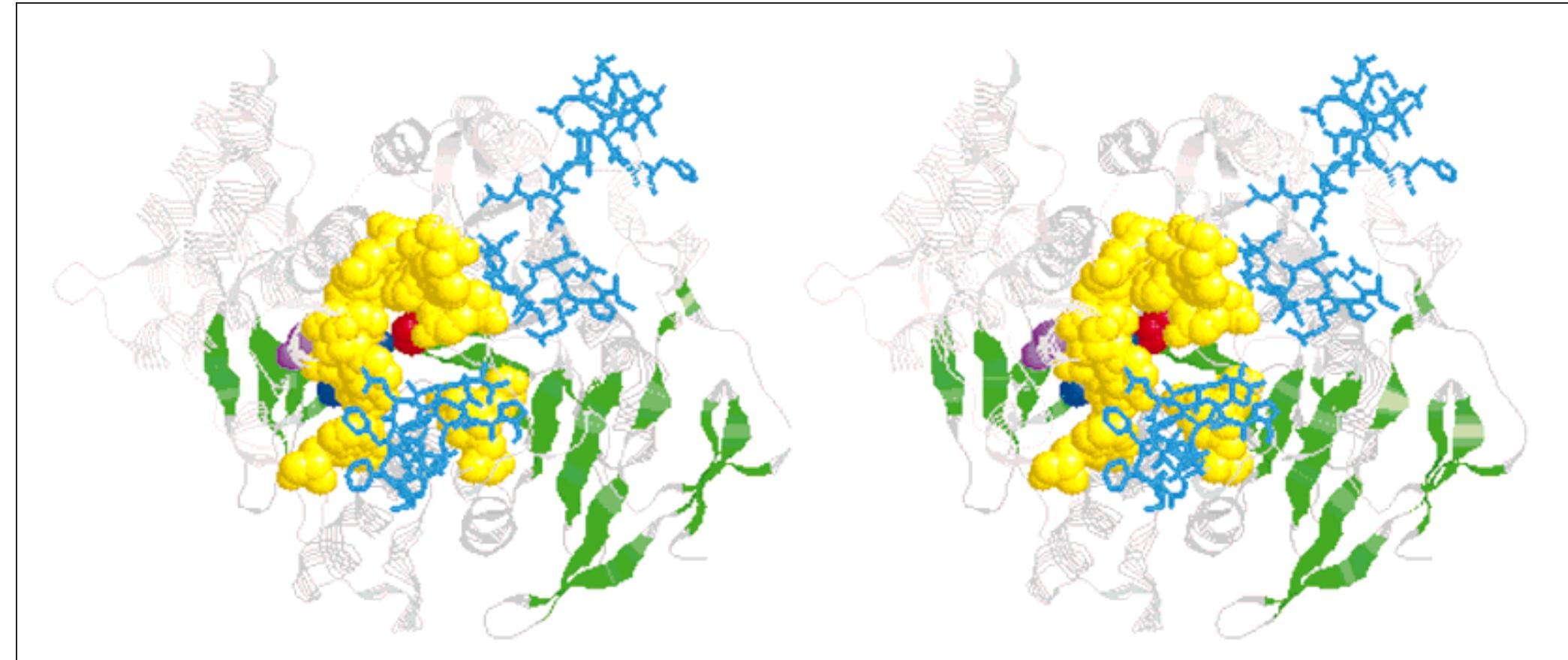 Stereo diagram of the atomic structure of