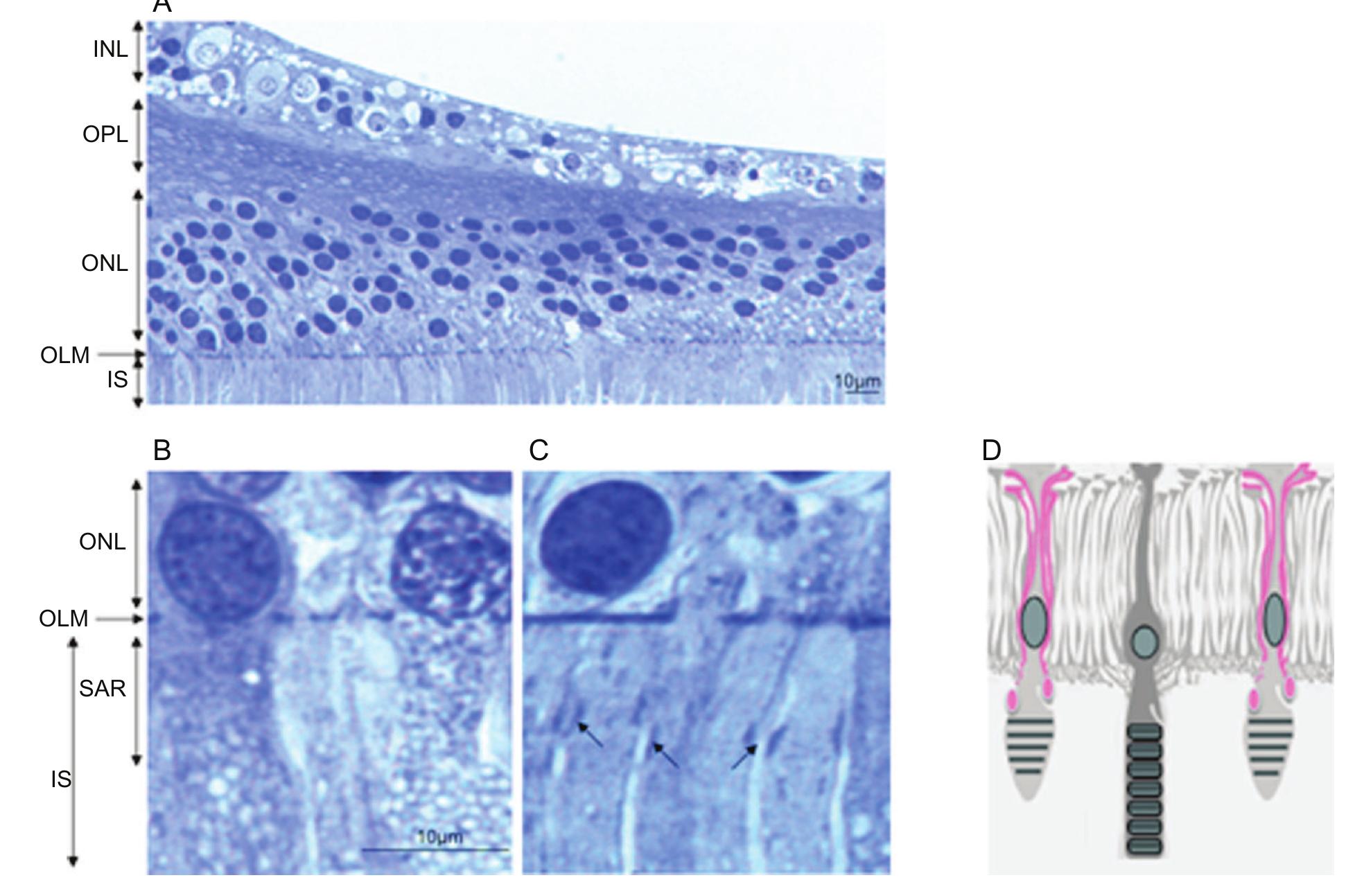 Semithin sections of a human macula. (a) olm in the macular