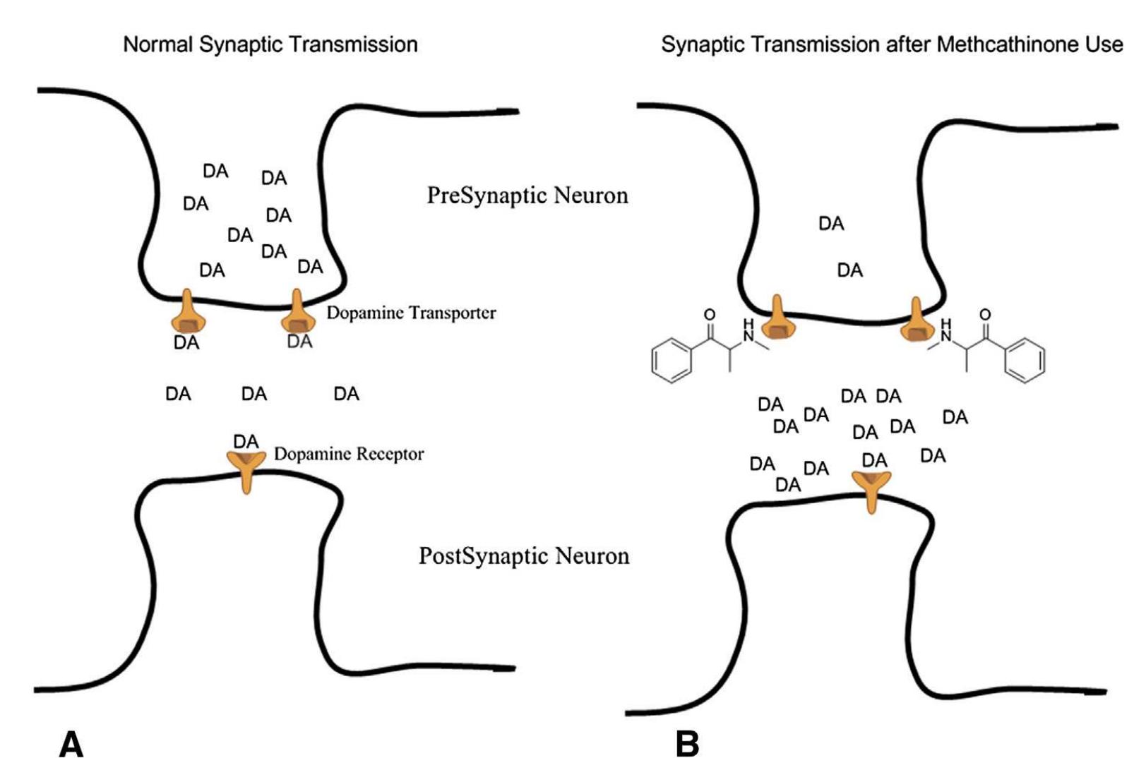 Simplified schematic of synaptic neurotransmission for the