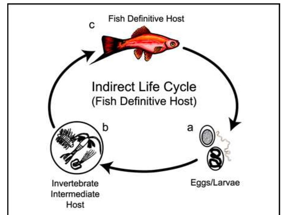 Indirect life cycle where the fish is the final (definitive)