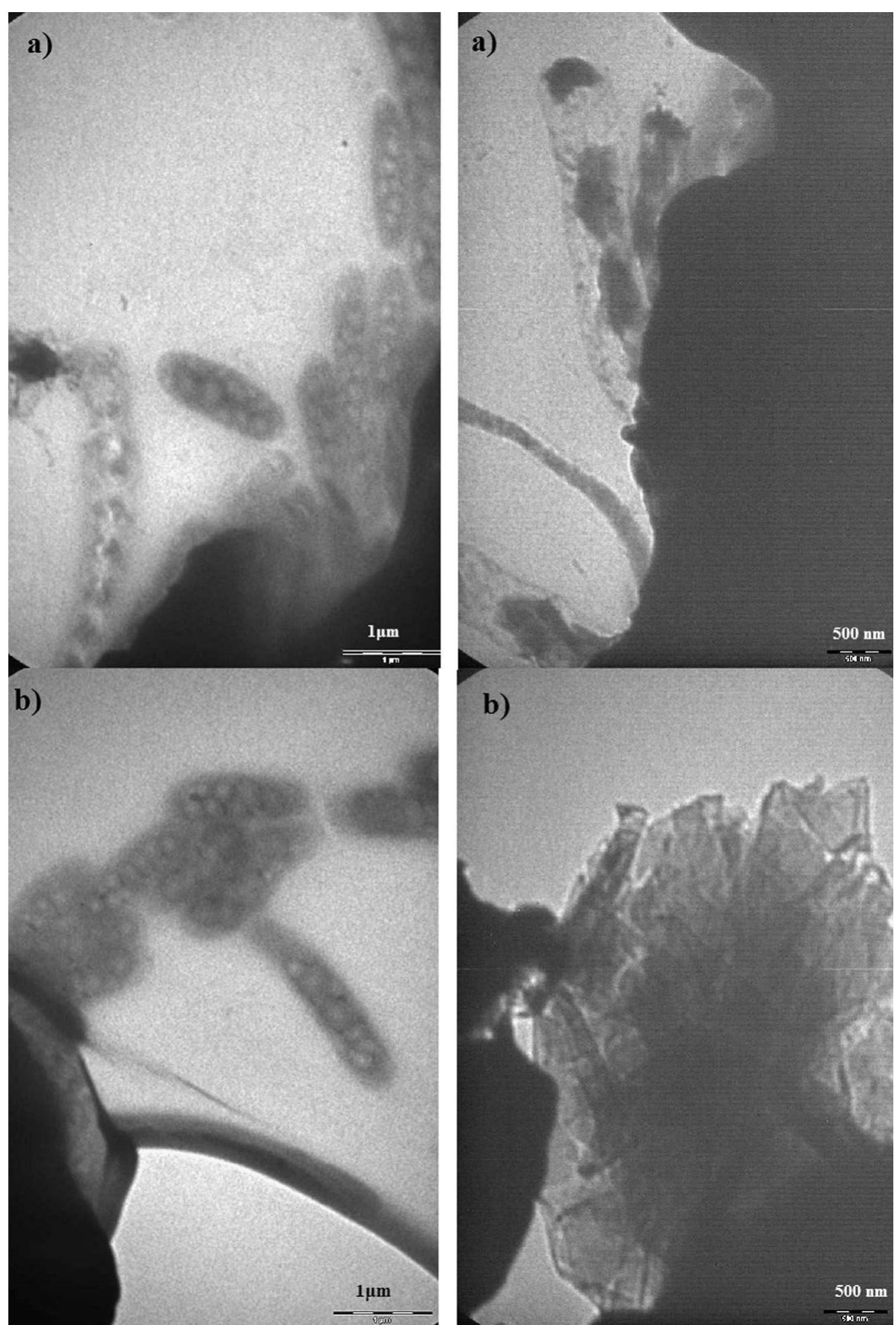Tem images of eg-hdpe composites under the percolation
