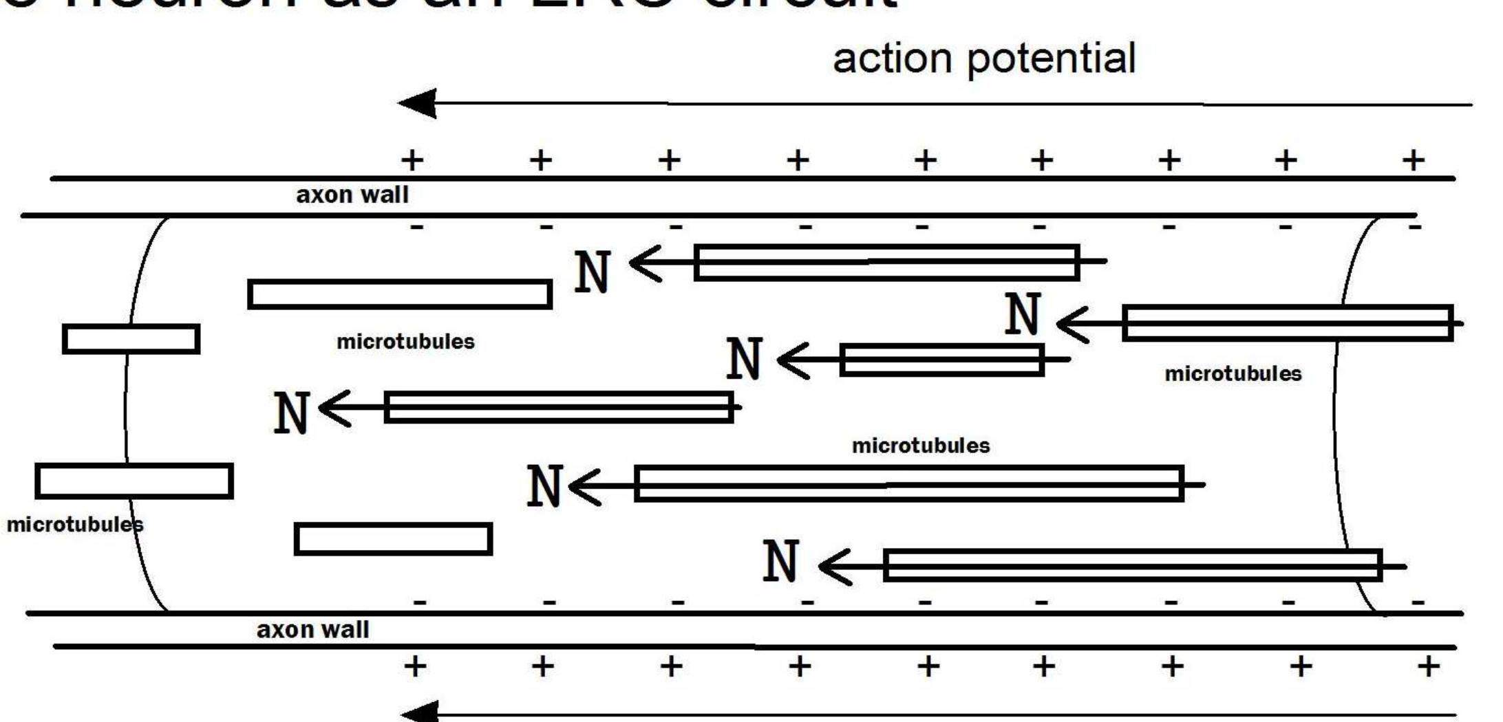 Action potential traveling along neuron