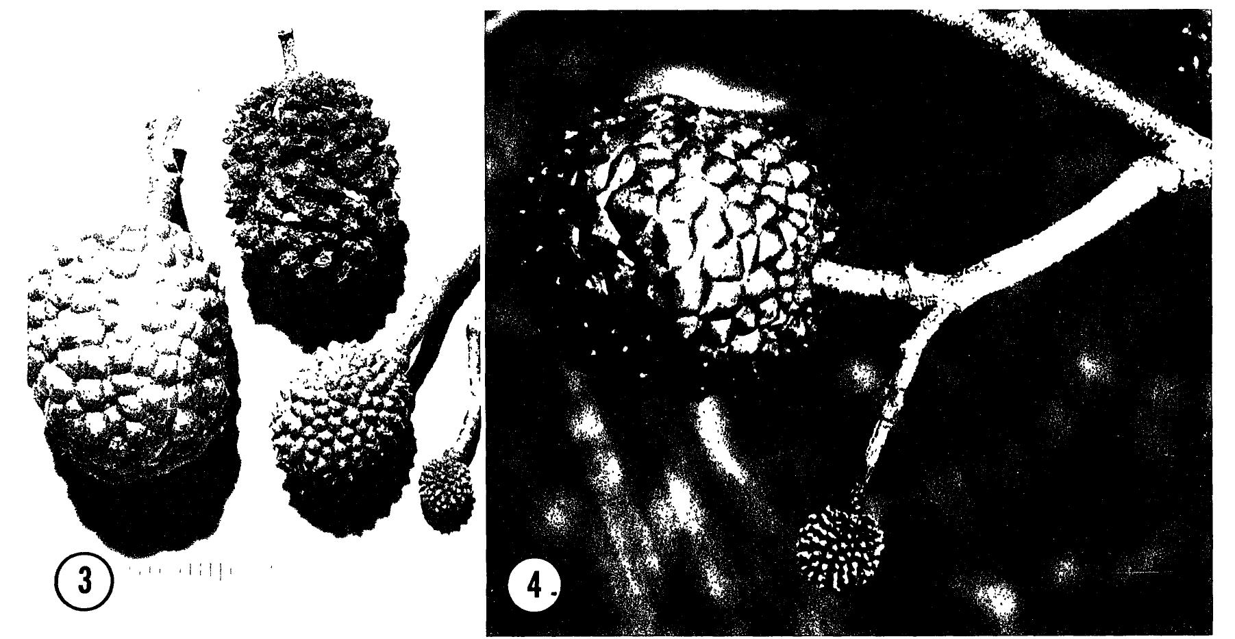 , 4. 3. developmental stages of guazuma ulmifolia fruits