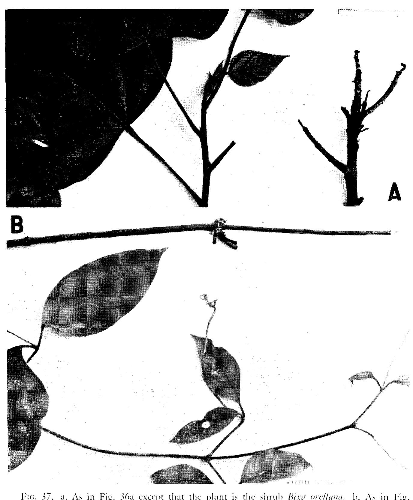 Figure 37 - Interaction of the Bull's Horn Acacia (Acacia