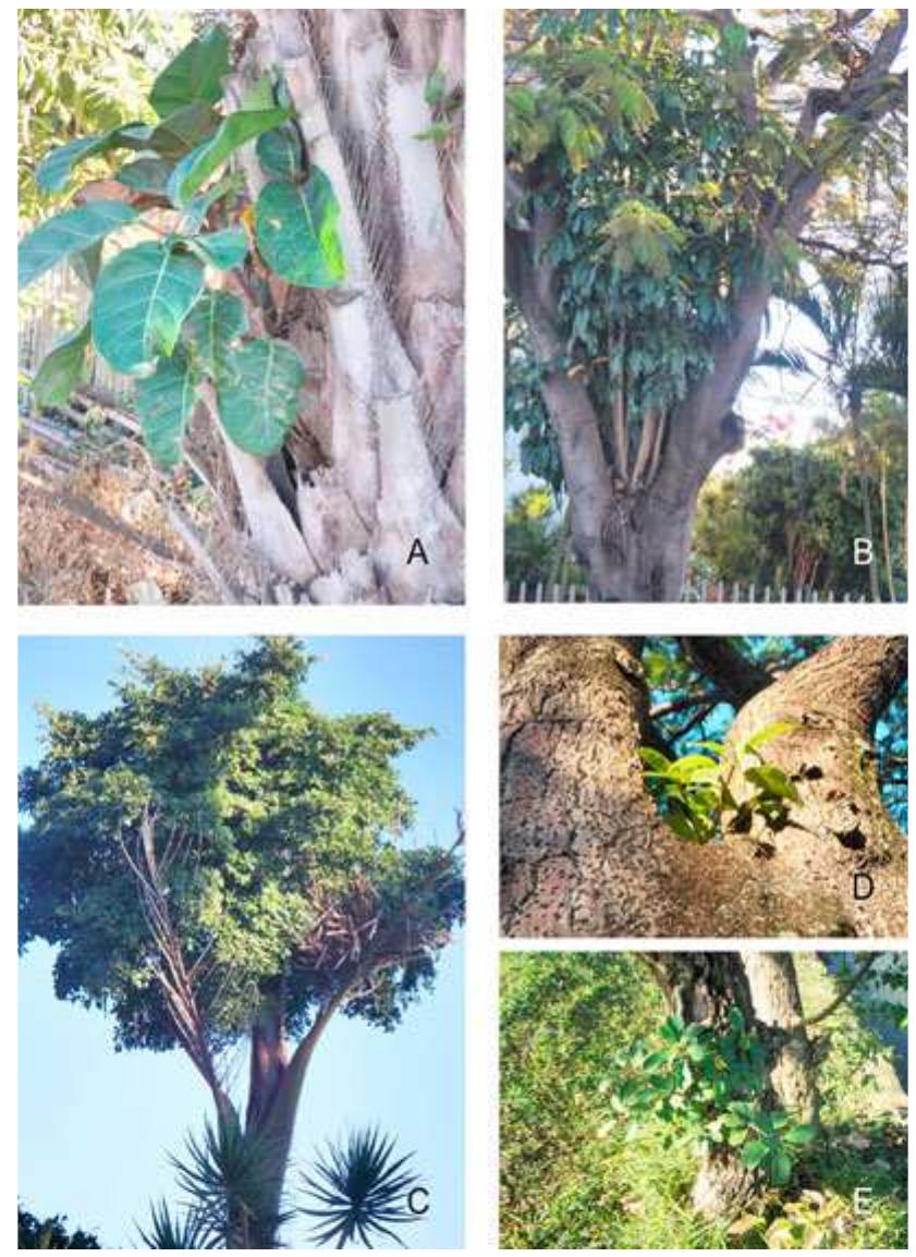Examples of south african epiphytes. a, ficus lutea on