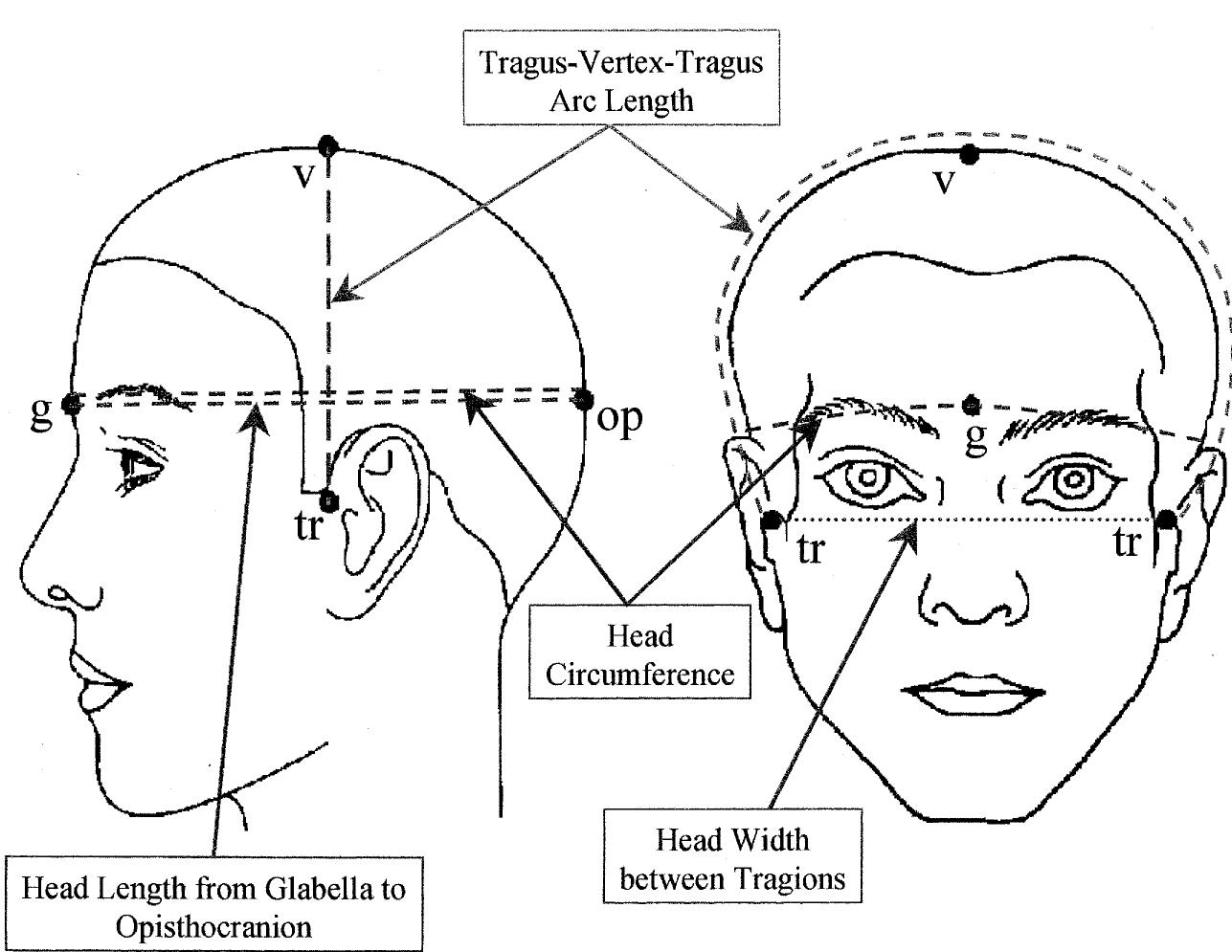 Key measurements. landmarks for head size measures. glabella