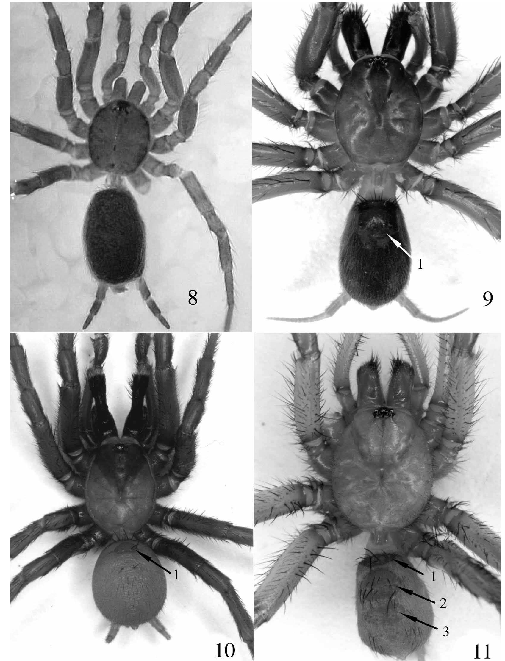S 8-11. dorsal view of male body. 8, microhexura idahoana
