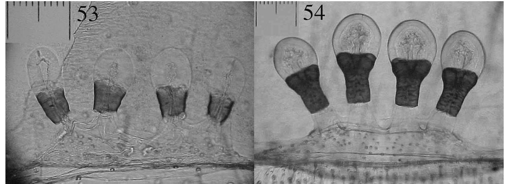 S 53-54. dorsal view of seminal receptacles. 53,