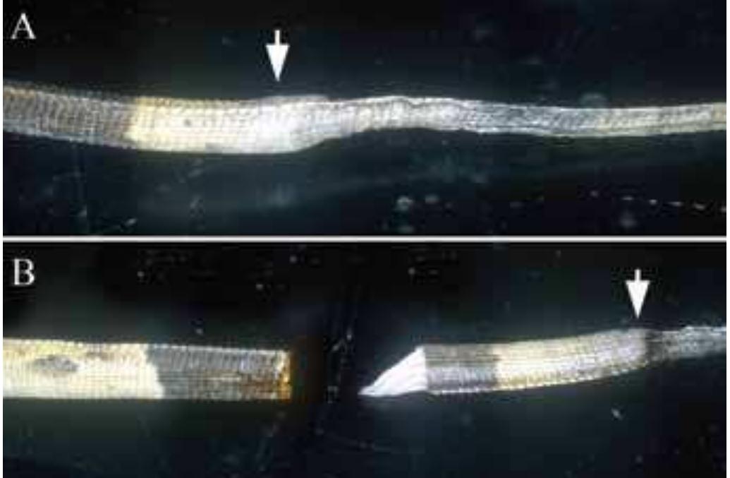 Tail amputation in a green iguana. (a) tail with distal