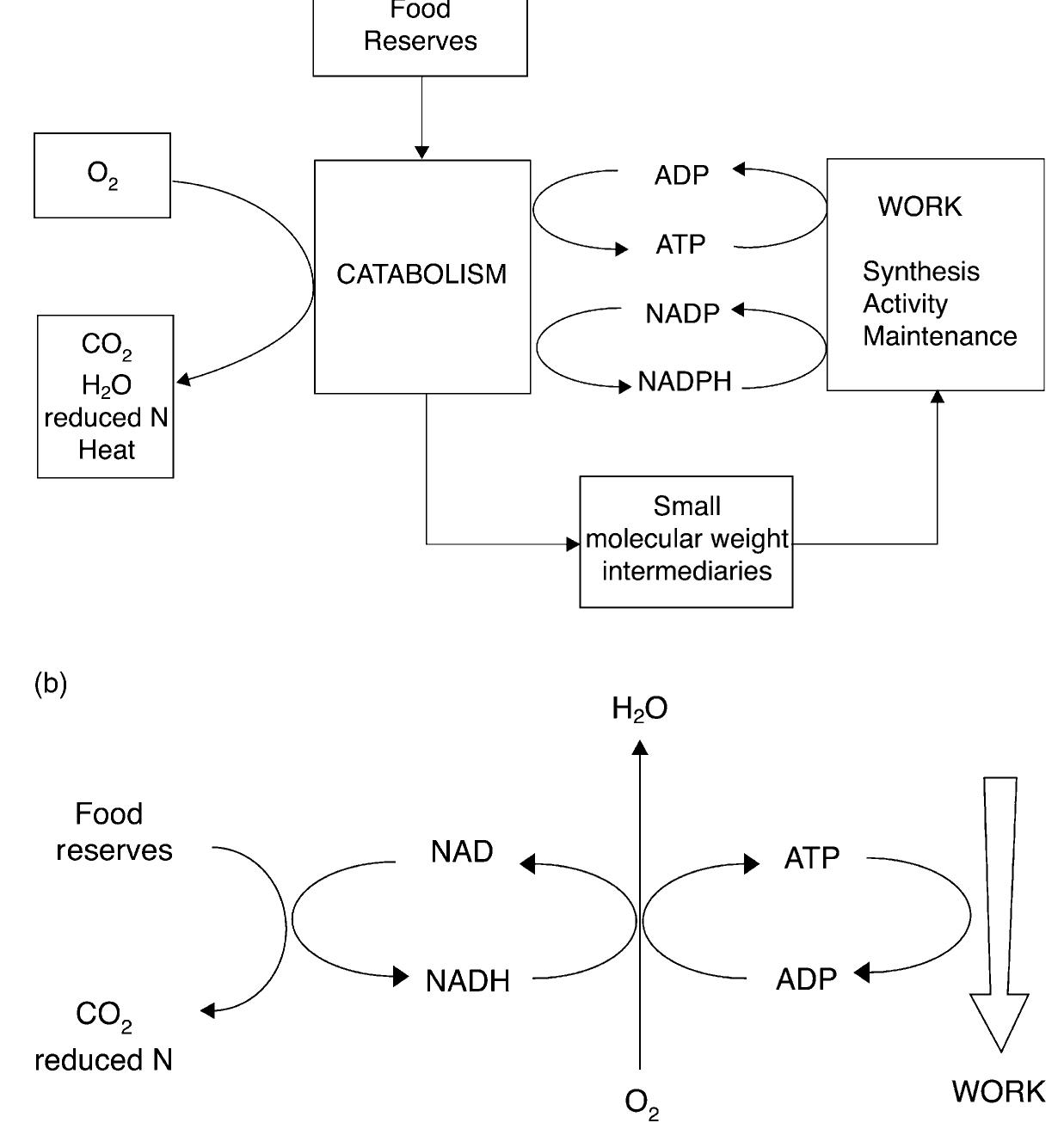 A conceptual model of metabolism. (a) schematic diagram of