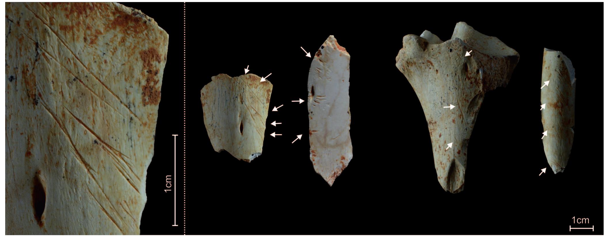 Examples of cut marks on long limb bones from the td10.1