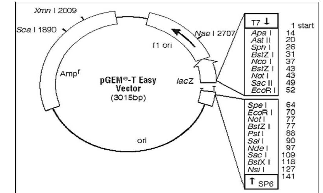 S2. pgem ®-t easy vector circle map and sequence reference