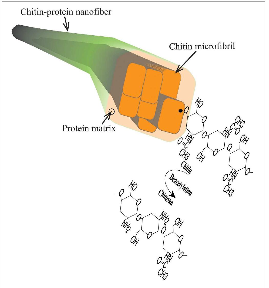 | schematic diagram of chitin structures including chitin-