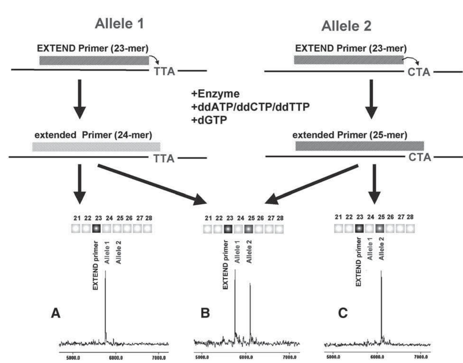 Schematic representation of primer extension assay as used
