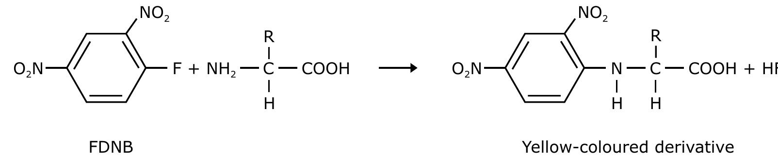 34 fdnb reacts with free amino group to produce