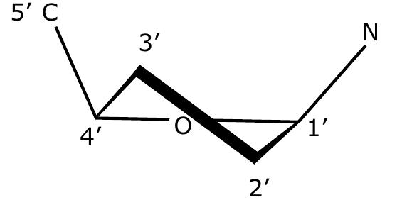 Twisted form, c3' endo and c2' exo sugar pucker can be endo