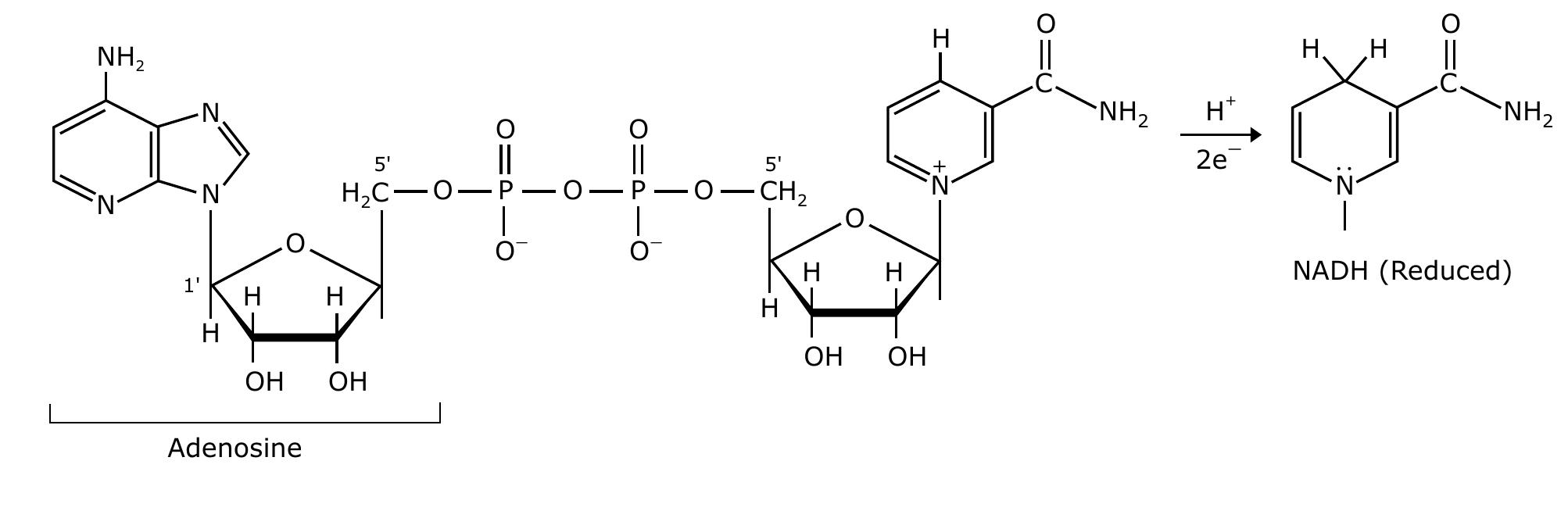 76 structure of nad* (oxidized). niacin, or nicotinic acid,