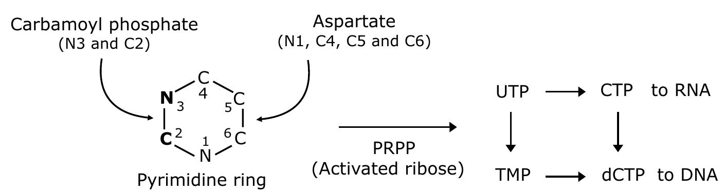 89 de novo pathway for pyrimidine nucleotide synthesis. the