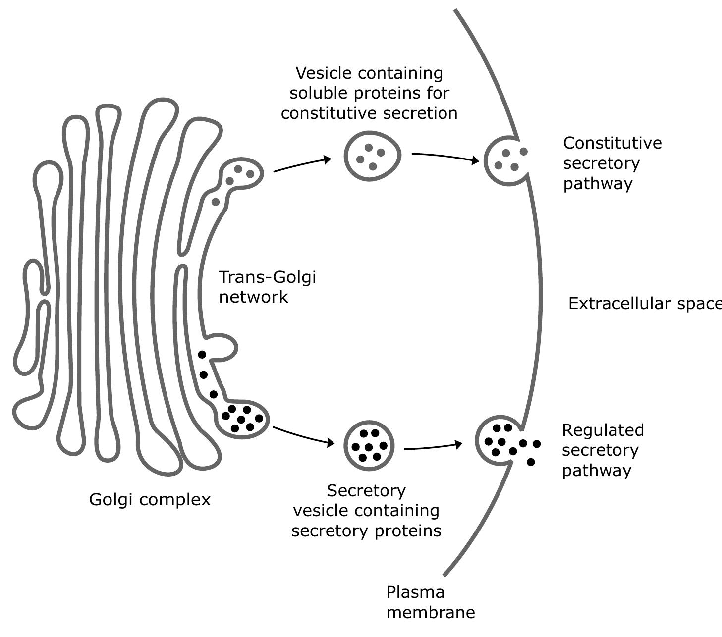 26 constitutive and regulated secretory pathways. the two