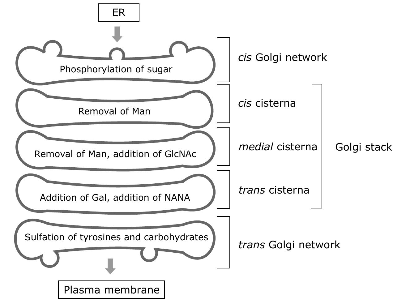 41 the functional compartmentalization of the golgi