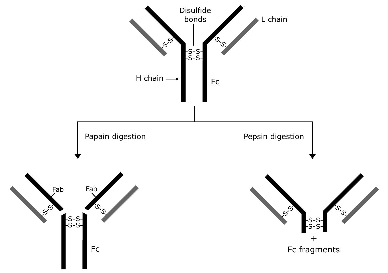 12 prototype structure of igg, showing chain structure and