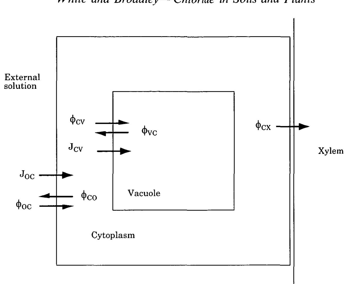 Fic. 3. schematic model of a plant root showing the