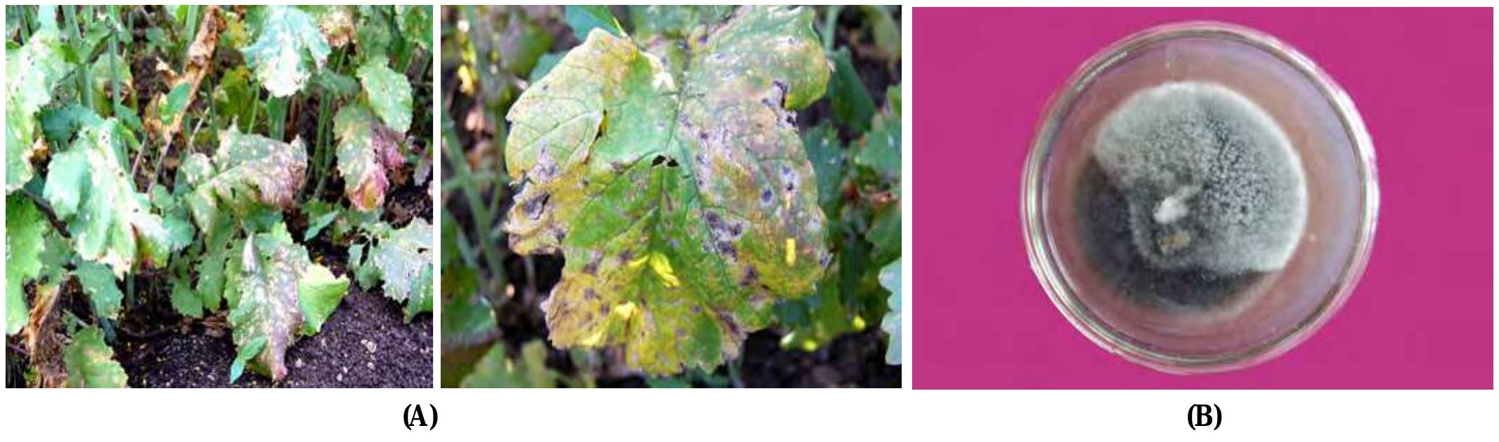 A. typical symptoms of alternaria blight on mustard cv. pusa