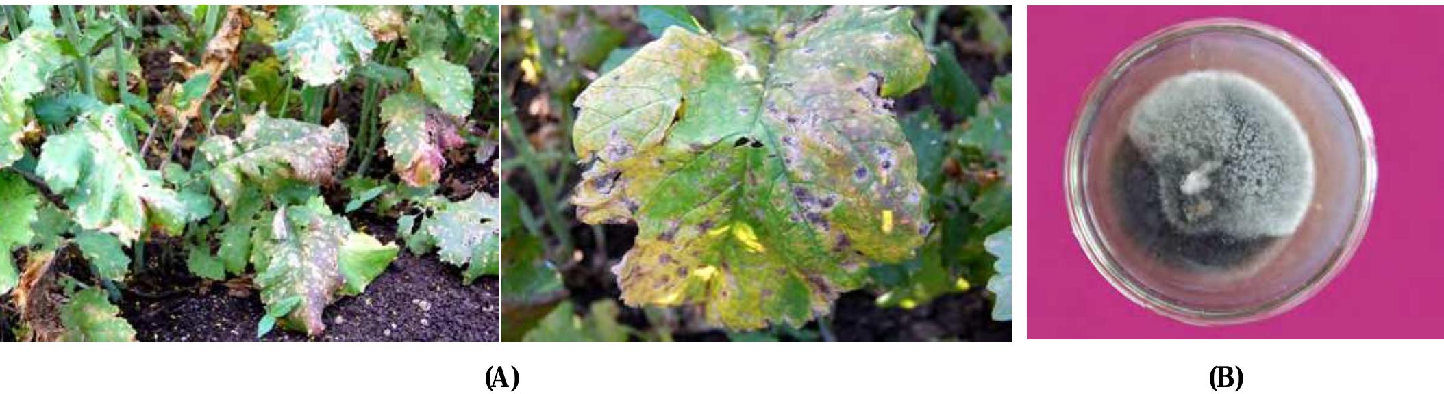 A. typical symptoms of alternaria blight on mustard cv. pusa