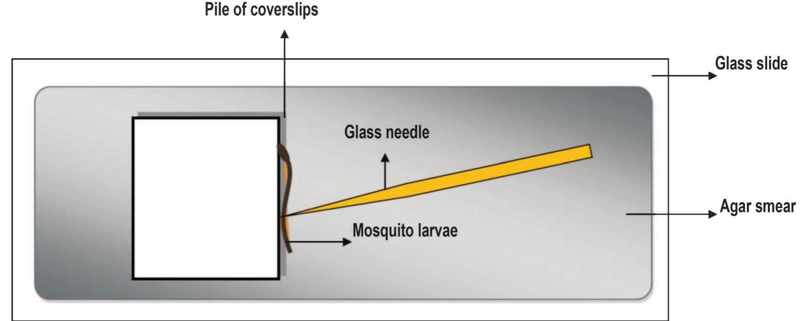Schematic representation of larval microinjection: the