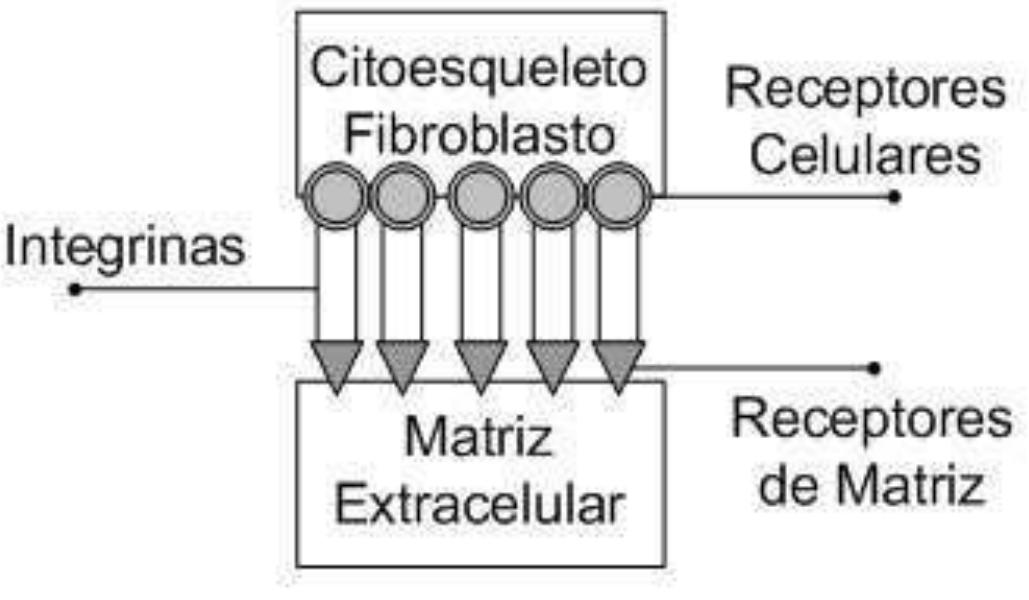 Esquema de la via general de mecanotransduccién del