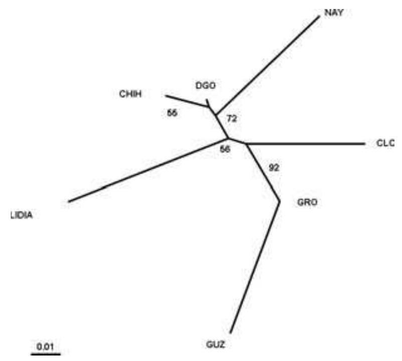 Dendrogram showing the genetic relationship among the