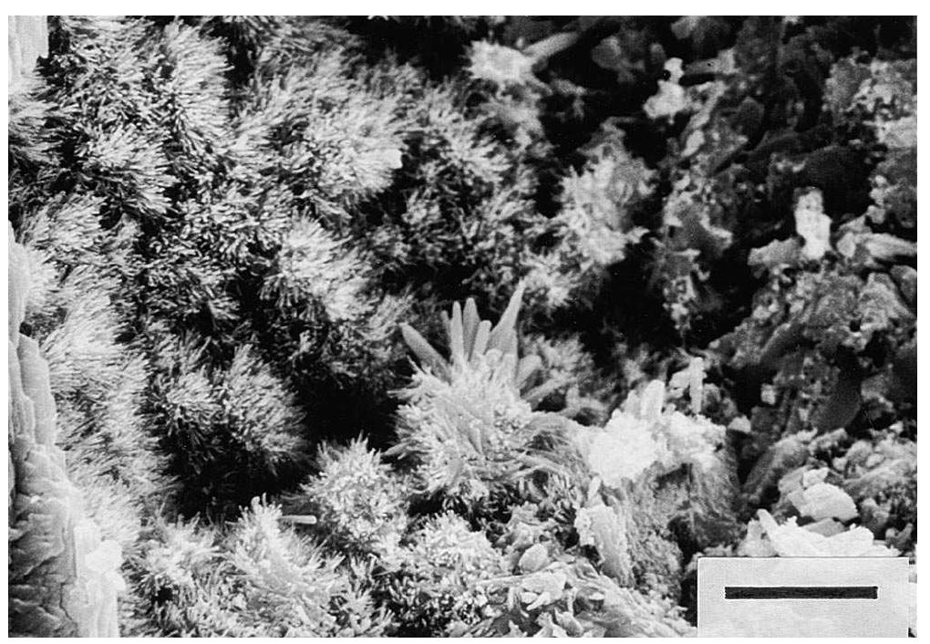 Detail of the microstructure of csh phases in the matrix of