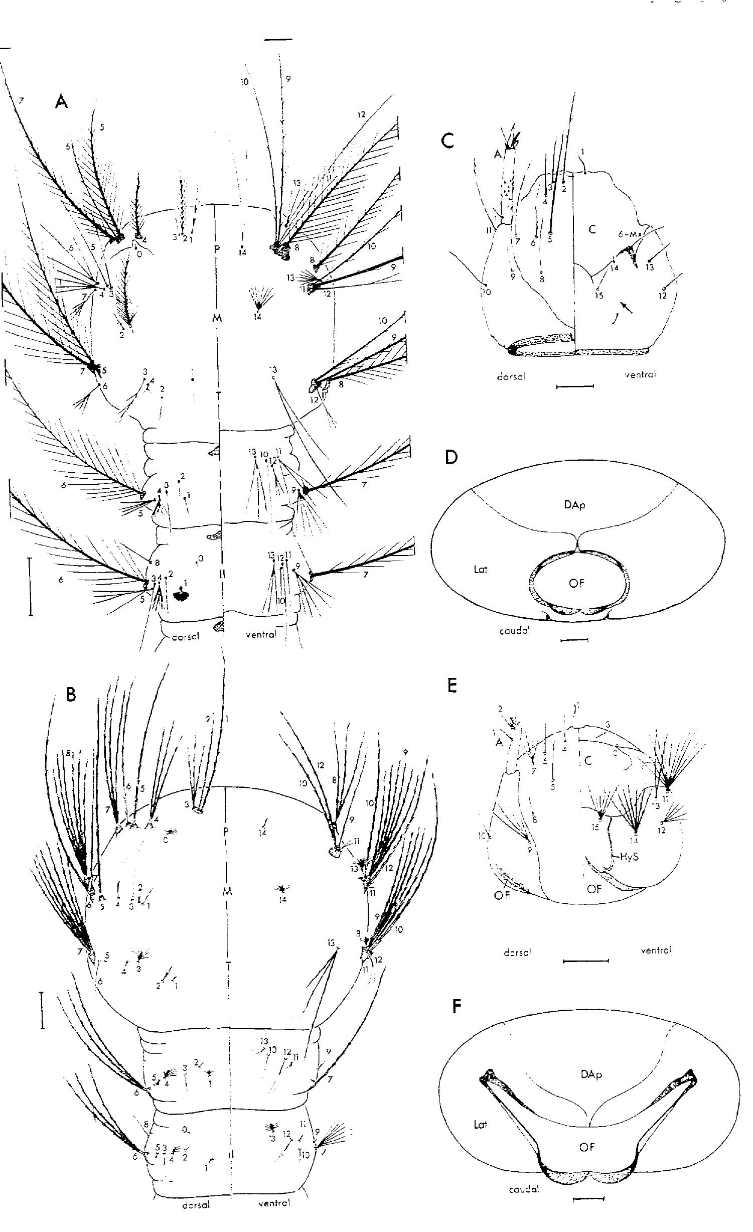 Anatomical elements of mosquito larvae. a.b. thorax and