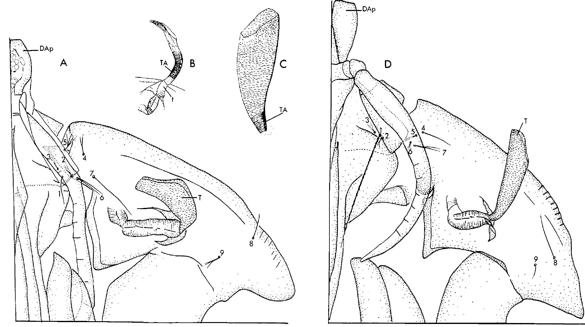 Cephalothoracic structures of mosquito pupae. a, anopheles