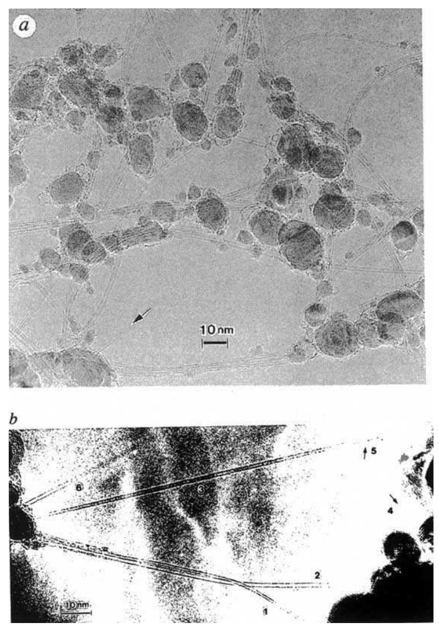 A, electron micrograph showing bundles of single-shell