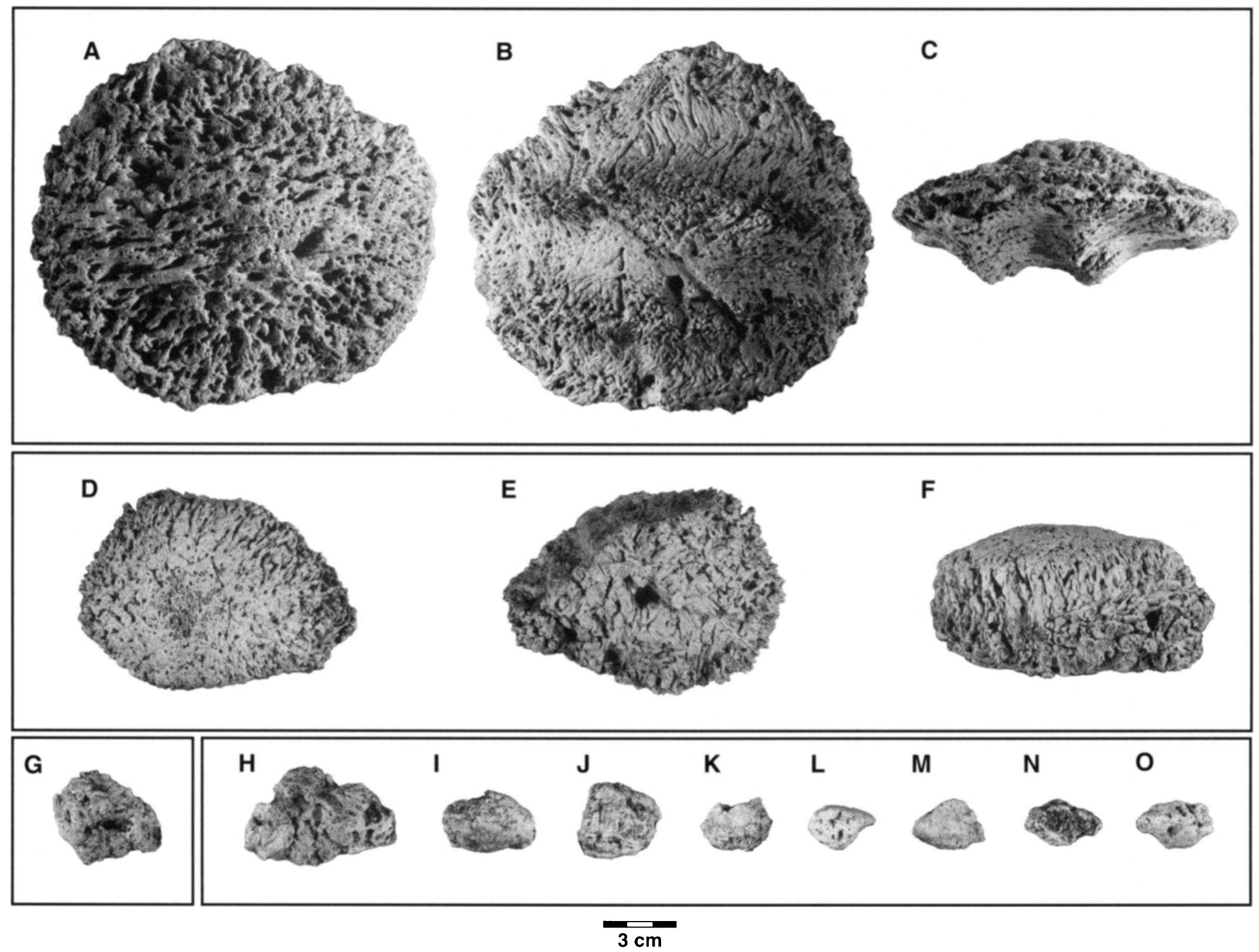 Osteoderms of titanosaurid sauropods from the upper