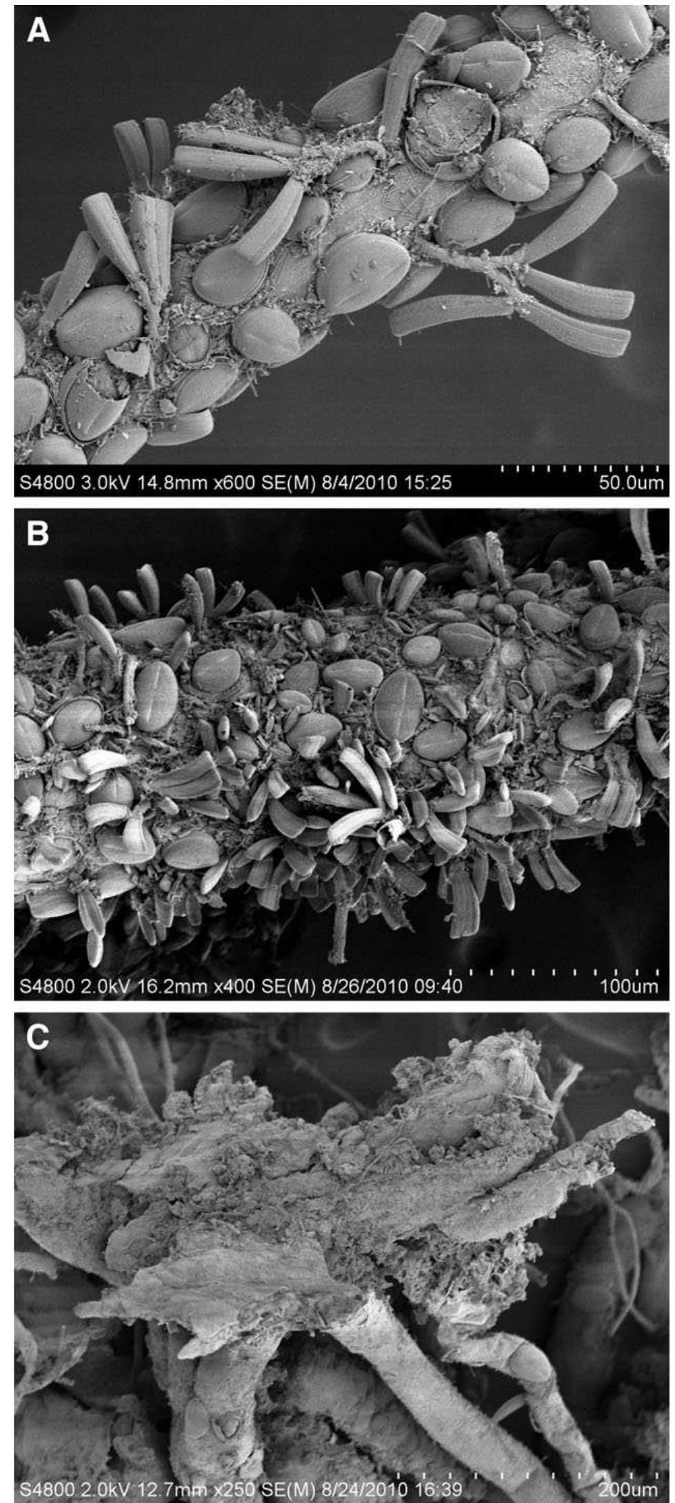 Figure 1 - from The Genus Cladophora Kützing (Ulvophyceae)