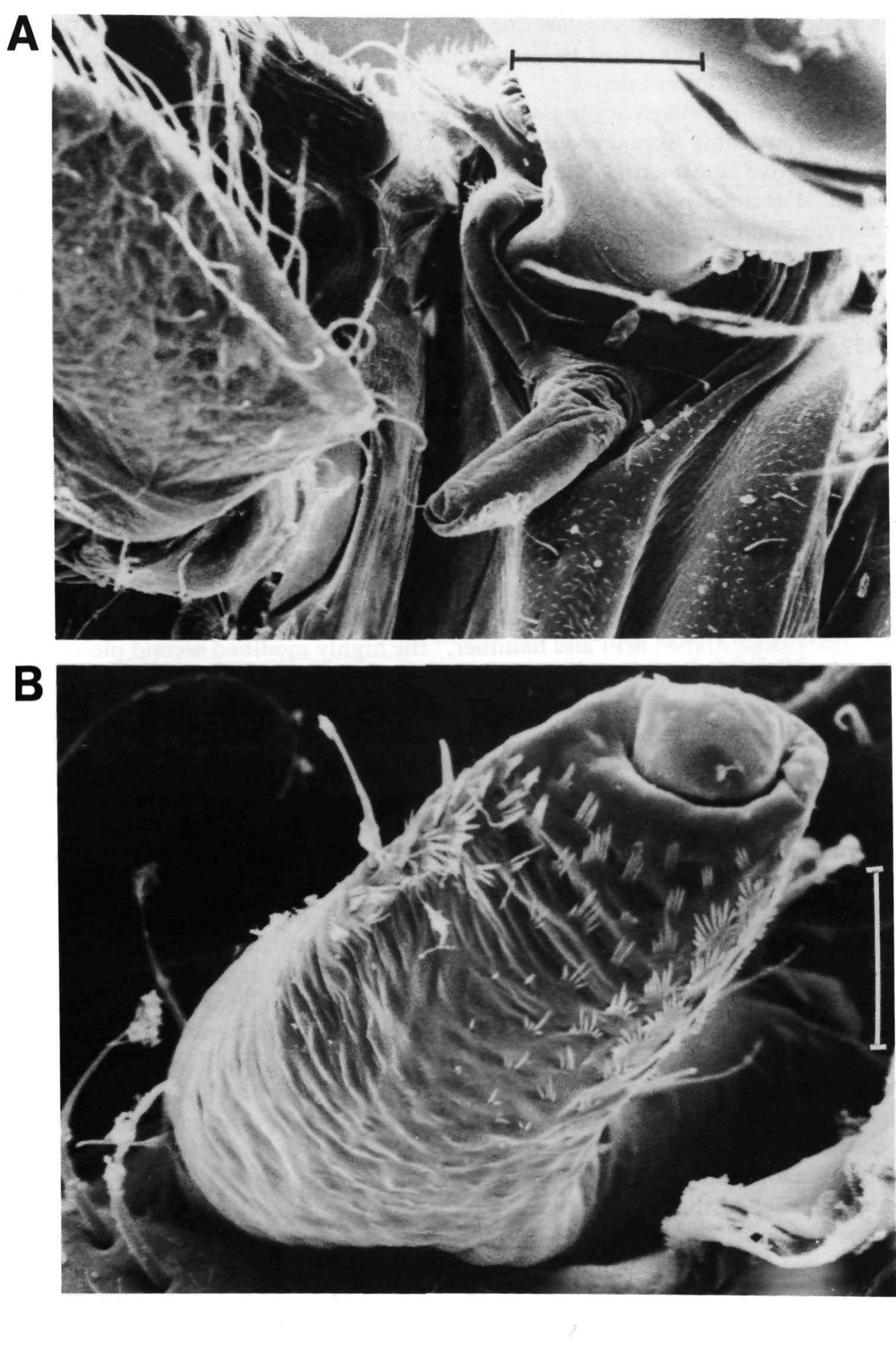 Morphology and evolution of isopod genitalia 233