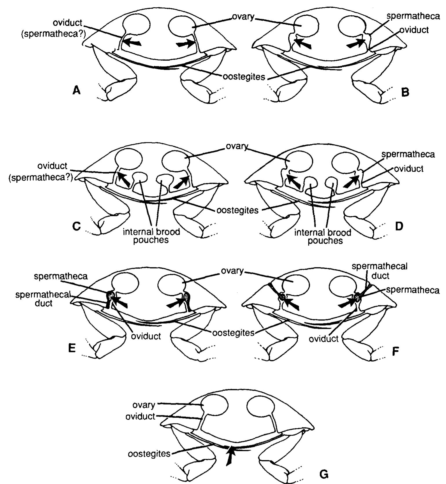 4. isopod female genital anatomy; diagrammatic cross