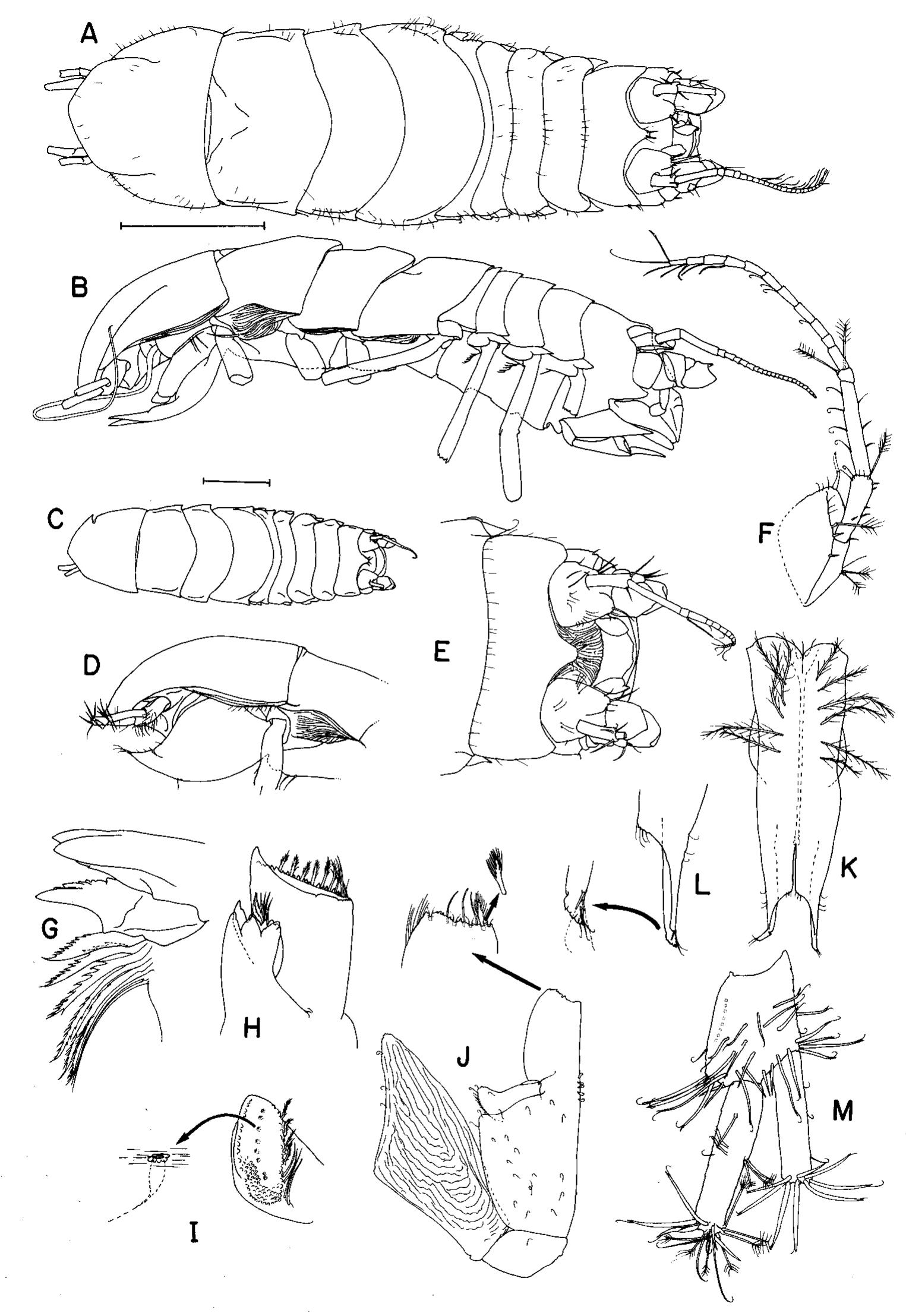 Antennula, lateral view; g-i, left mandible; g, incisor