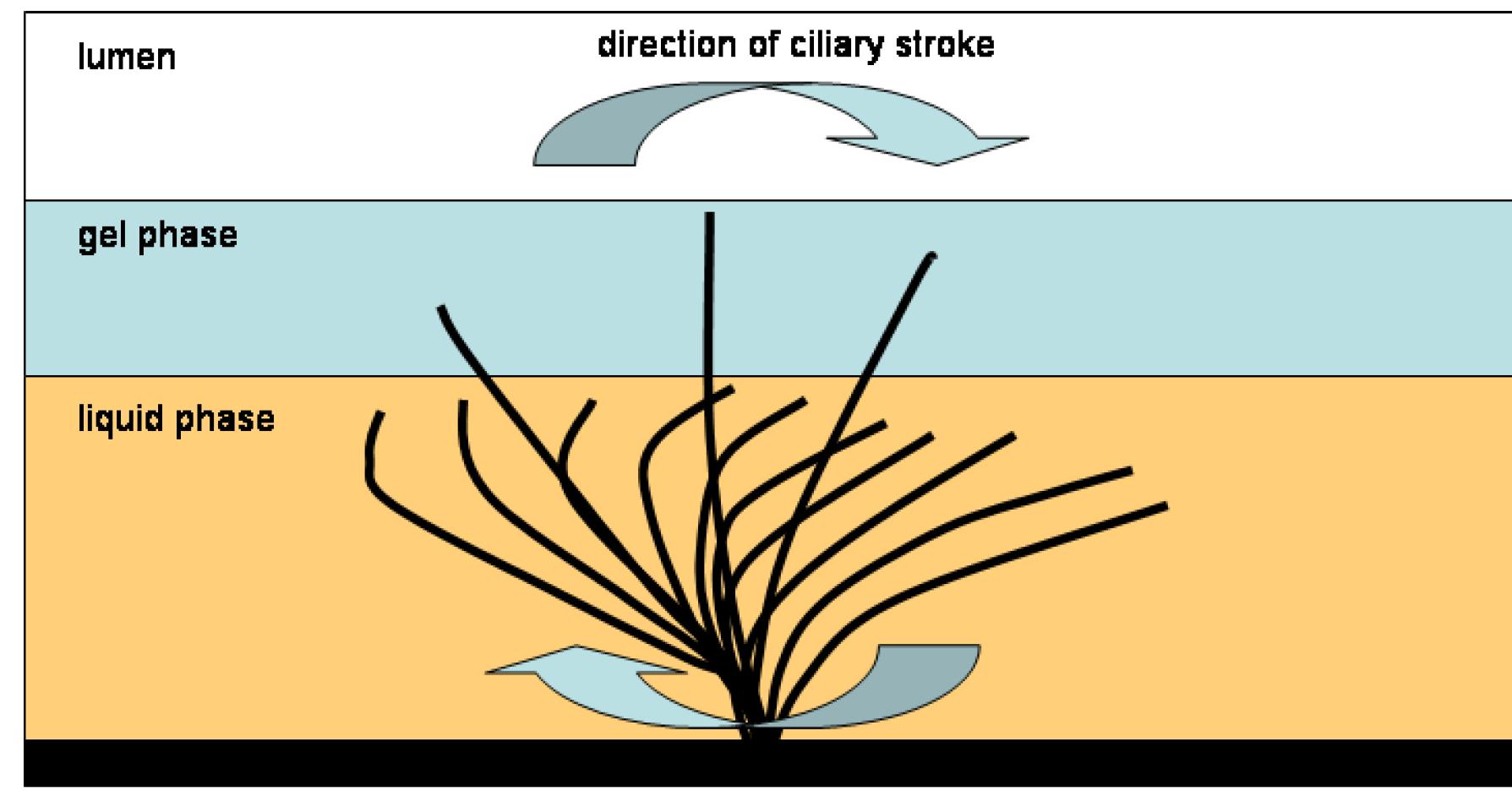 Schematic drawing of the ciliary stroke in nasal mucus